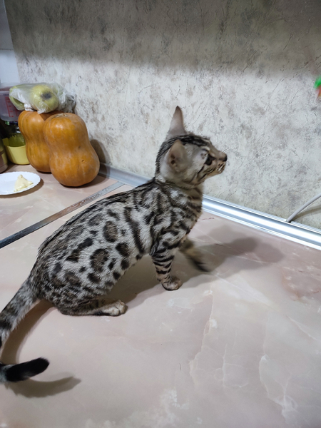Бенгальский котёнок