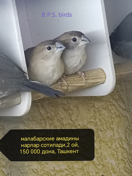 Продаются амадины,разные