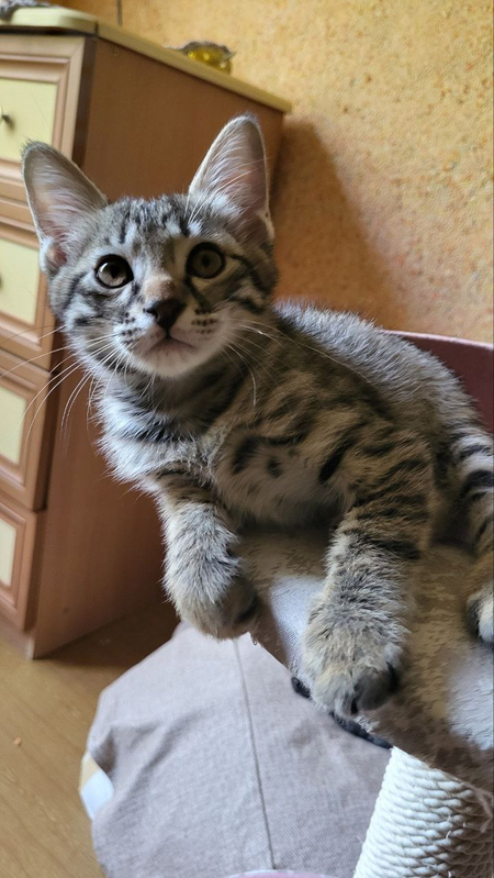 Котята даром в добрые руки
