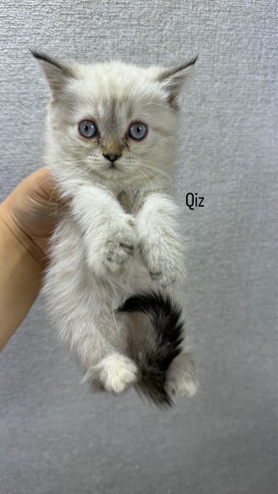 Aniq oladganla sms yozila onasi shinshilla ny25 otasi seriy strayt