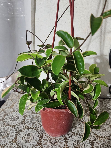 Хойа, hoya gul, хойа