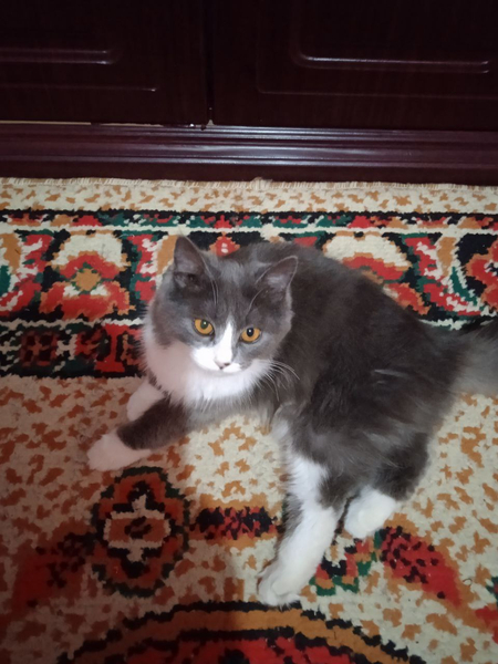 Hayland strayt qiz bola