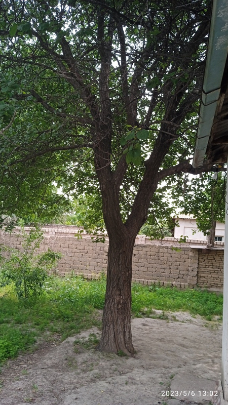 Катта 3 та дарахт сотилади