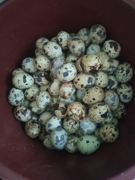Bedana tuxumlari