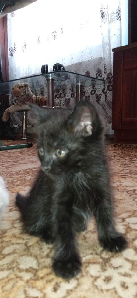отдаю котят, полукровки