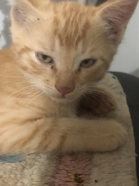 Котята :ночка,левушка,снежок,тигренок,дымка:только ночка девочка!