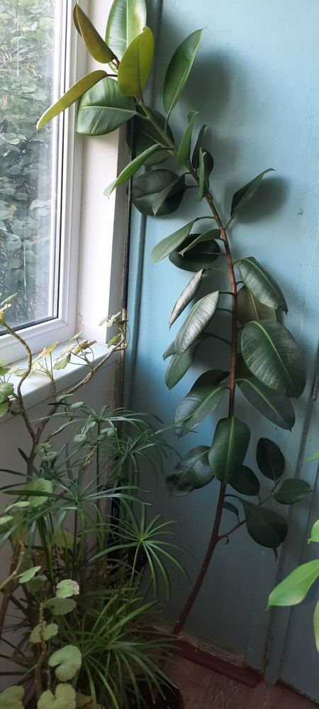 Продается фикус.