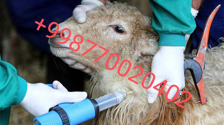 Veterinar Vrach.