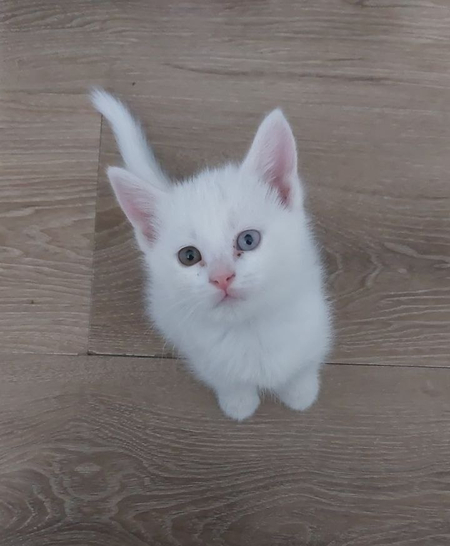 Котята породистый продажа