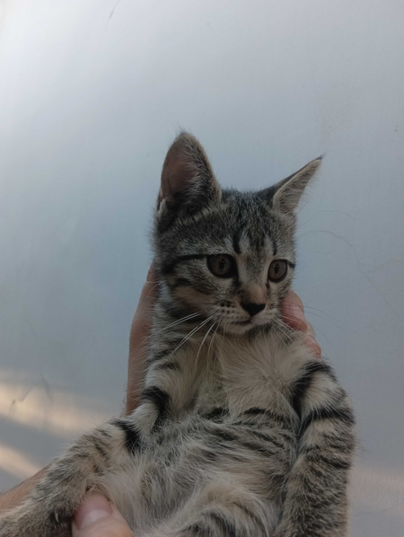 Котенок бесплатно, mushukcha tekinga