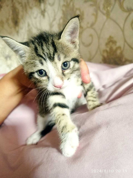 Отдаём котят в добрые руки. 5 мальчикок. г.Джизак Микрорайон 3/1