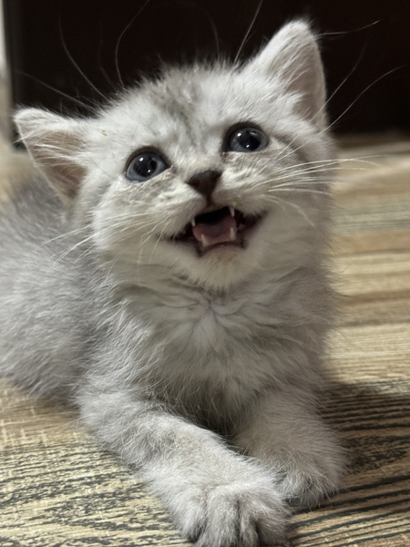 3 месячный котенок