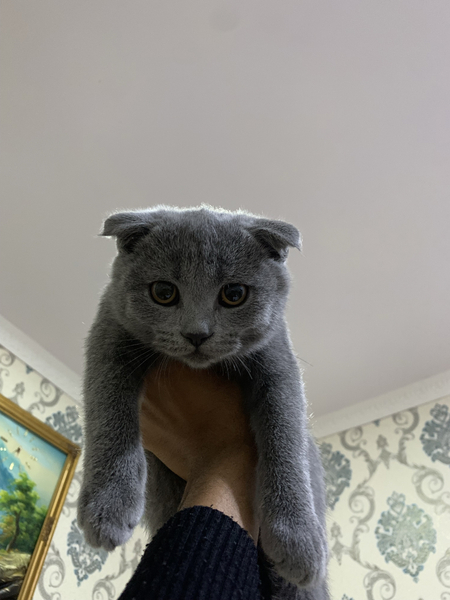 Scottish Fold mushula