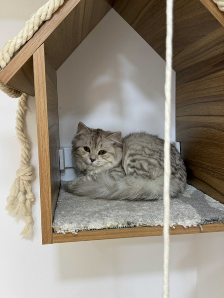 Шотландская шиншилла (девочка 5мес), Скотиш страйт леопард (мальчик 4)