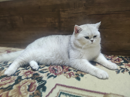 Britanskiy serebristiy shinshilla