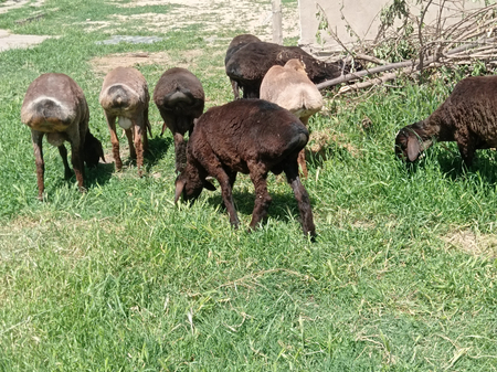 Qoʻzi qoʻchqorlar sotiladi