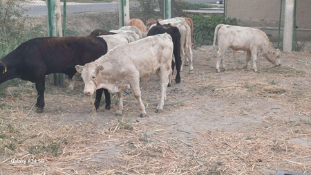 Angus, Limuzin, Avlokul sifatli qoramollari sotiladi