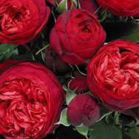 Atirgul oliy navli ko\\\'chatlar