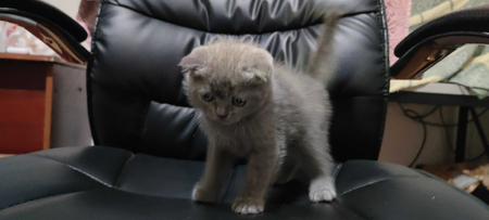 Котёнок Скоттиш Фолд