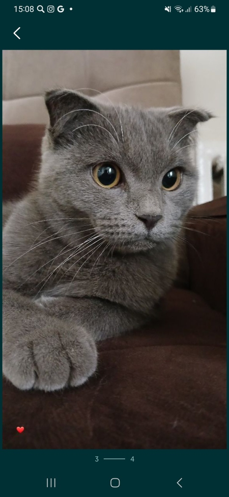 Кот ищет себе невесту !