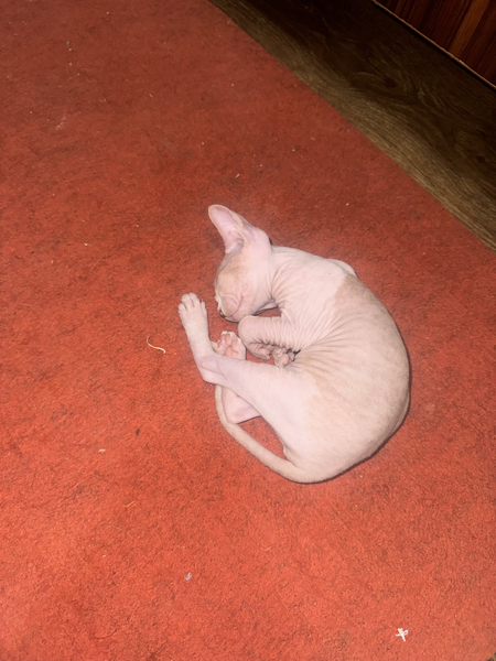 Продаётся котёнок, сфинкс.