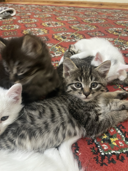 Mushuk bolalari 1,5 oylik