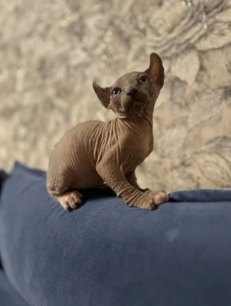 Котята двэльф и эльф