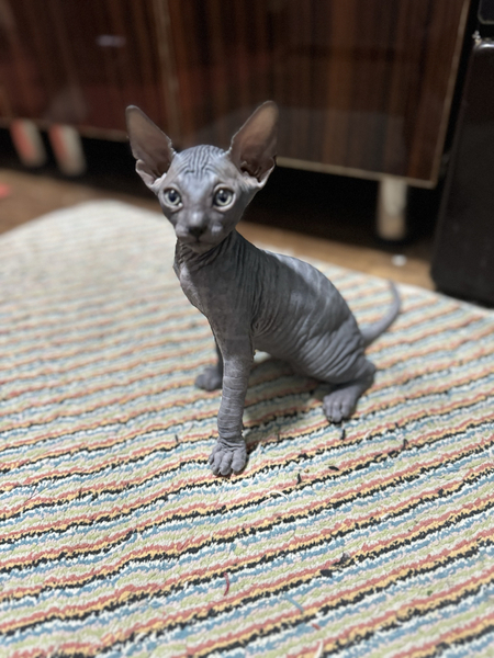 Срочно Продаётся котёнок, сфинкс.
