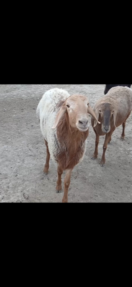 Qõçqor, Кучкор , Баран производитель.