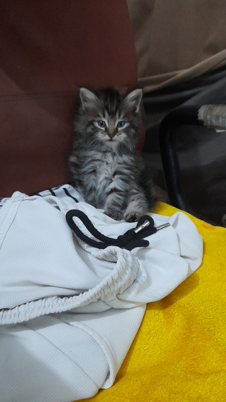 Продаётся котёнок