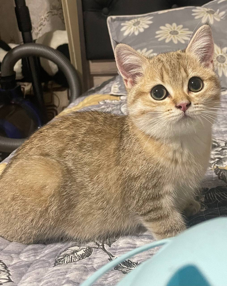 Британские котята