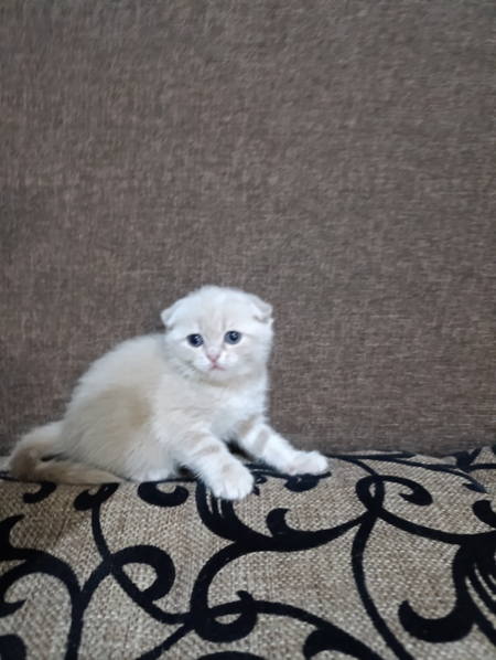 Красавец кот вязка