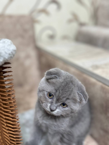 Британские котята