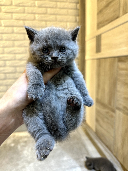 Продаются котята фолд и Страйт
