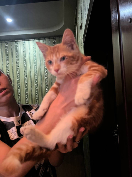 Бесплатно котята в добрые руки