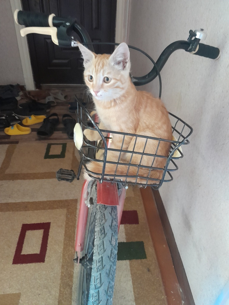 Срочно! Только в добрые руки! Домашний котёнок (мальчик)!