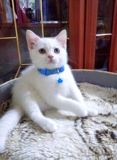 Продается белый котенок скотиш страйт.