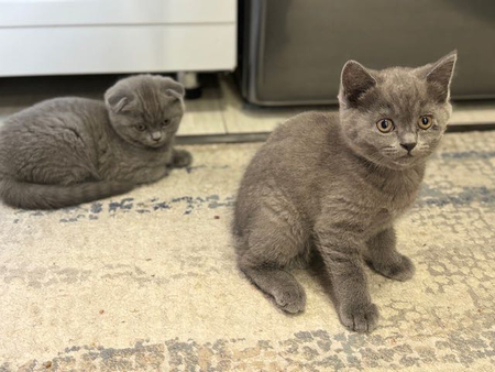 Продается котенок 1,5 месяца Скоттиш страйт