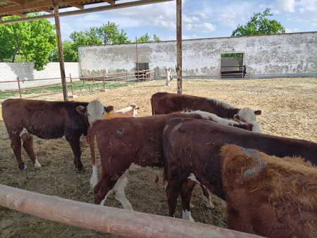 Qozogʻistondan olib kelingan nasli buqalar sotiladi