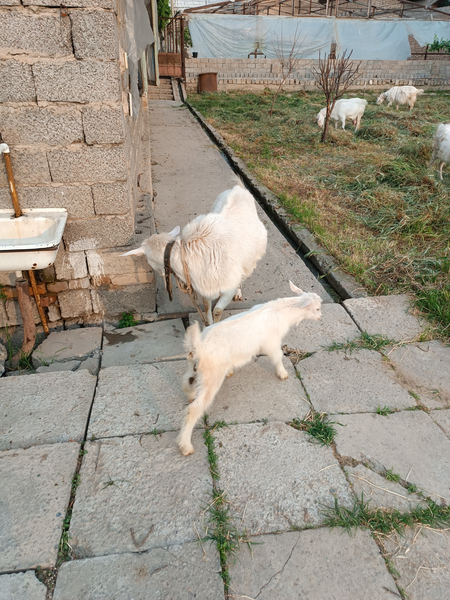 Ona bola echki sotiladi