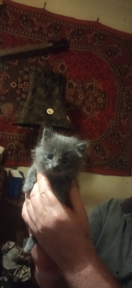 Срочно продам котят, порода Русский голубой