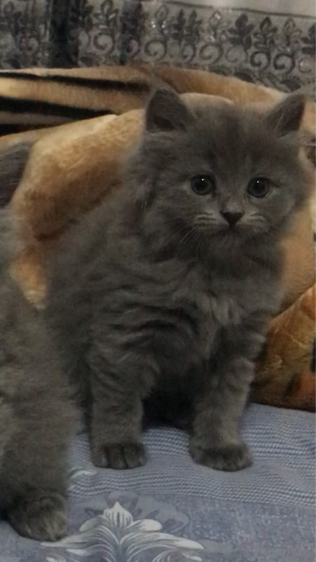 Scotch strayt qiz mushuk sotiladi