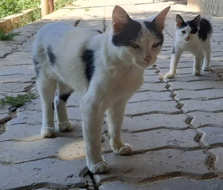 Срочно отдам котят и их маму в хорошие руки. Ориентир Маданият