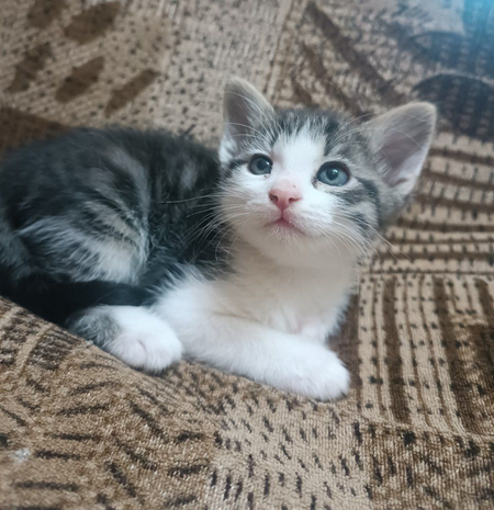 Отдам котят в хорошие руки