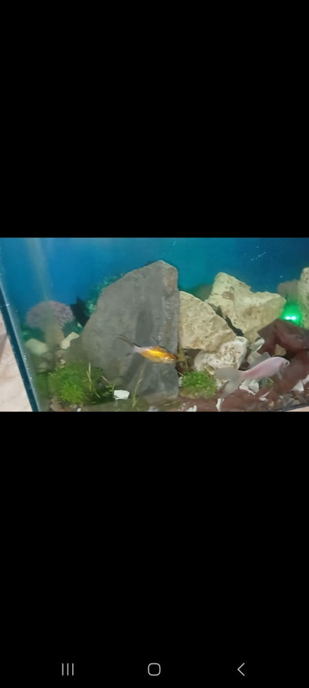 AQUAFISh (akvarium yasash)
