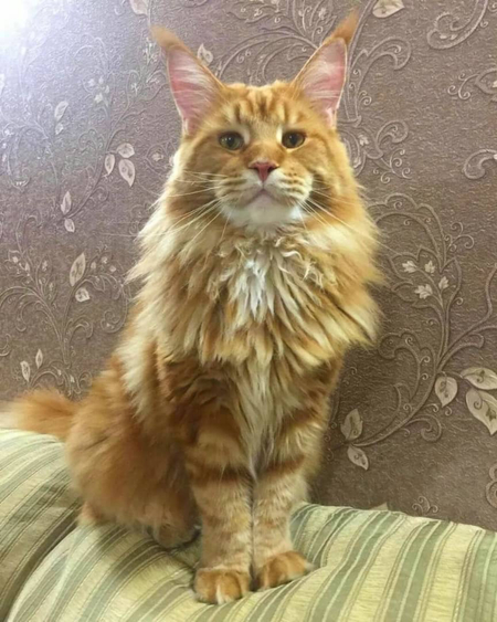 Мейнкун котята