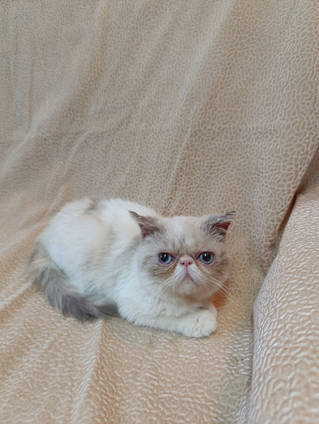 Экзотический котенок девочка