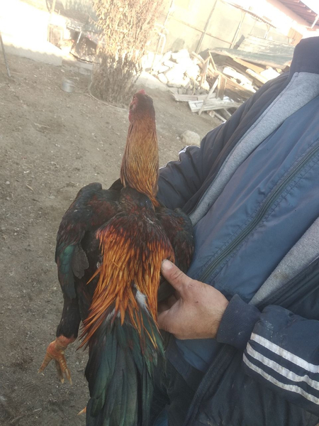 Даканг лар сотилади