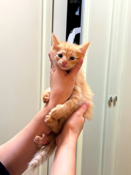 кошка дамашная