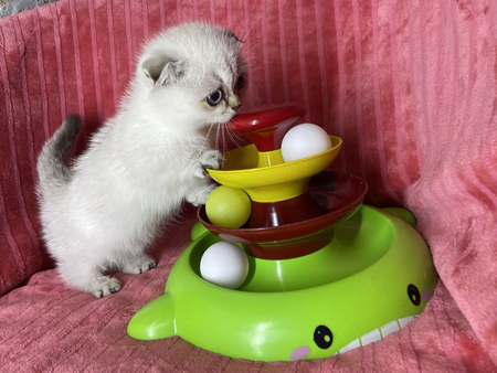Котята породы манчикин